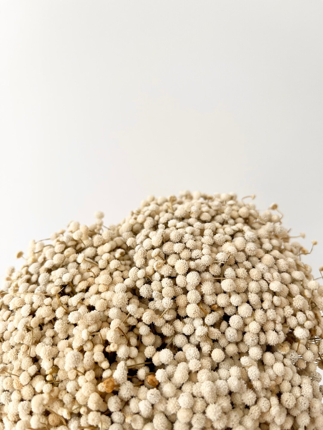 Preserved Dried Bunch of Baby Stardust Daisy Pods | Neutral Colour ...