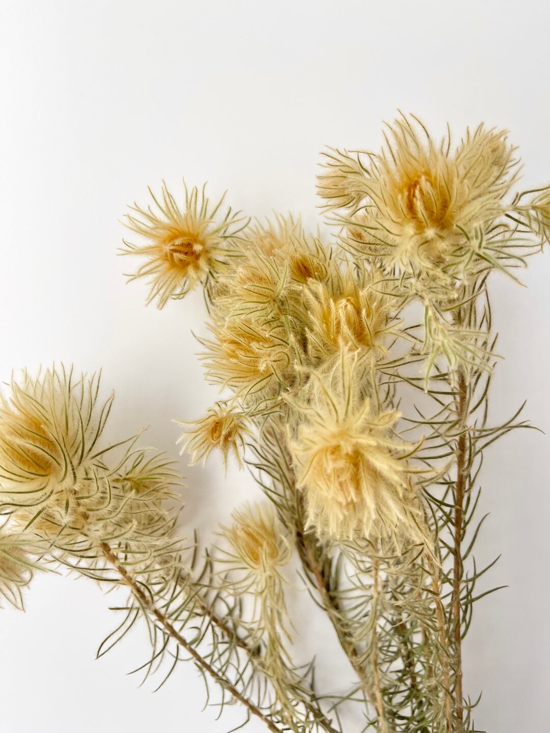 Preserved Dried Native Fluffy Phylica Branch Cut - | Dried Flower ...