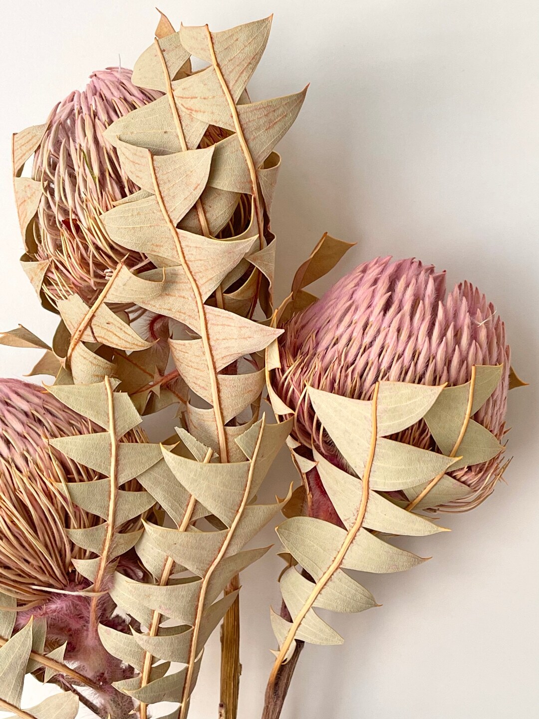 Dried Preserved Natural Australian Banksia Baxteri Plant Head BLUSH ...