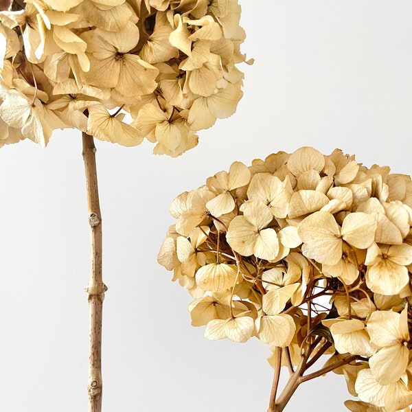 Preserved Hydrangeas - Etsy