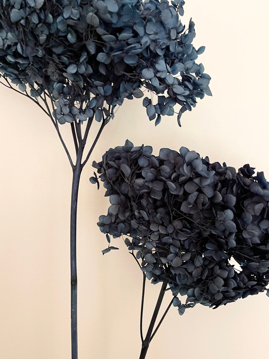 Preserved Hydrangeas - Large Head | Dried Flower Floral Design ...
