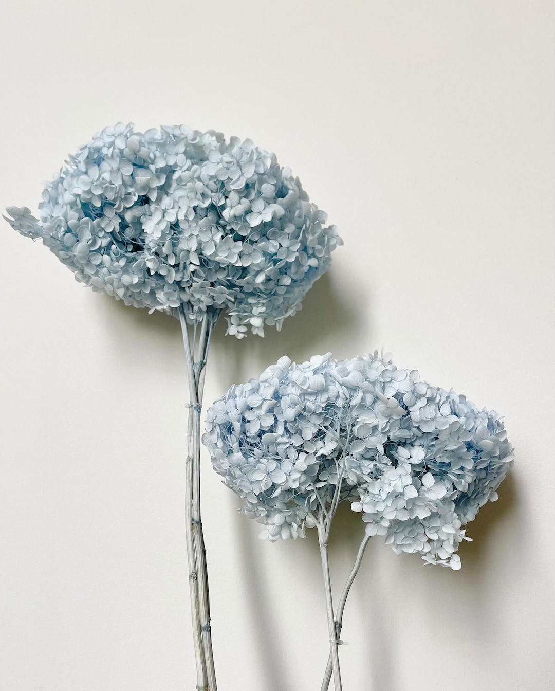 High Quality - Preserved Hydrangeas - Large Head | Dried Flower Floral ...