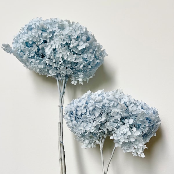 Preserved Hydrangea - Etsy
