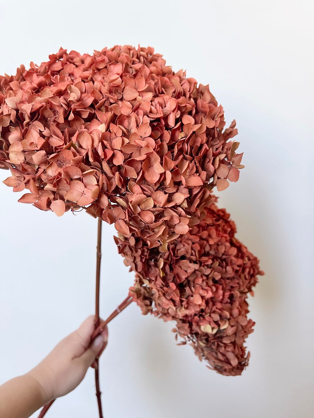 LARGE Head - Preserved Hydrangeas | Autumn Fall | Dried Flowers Floral ...