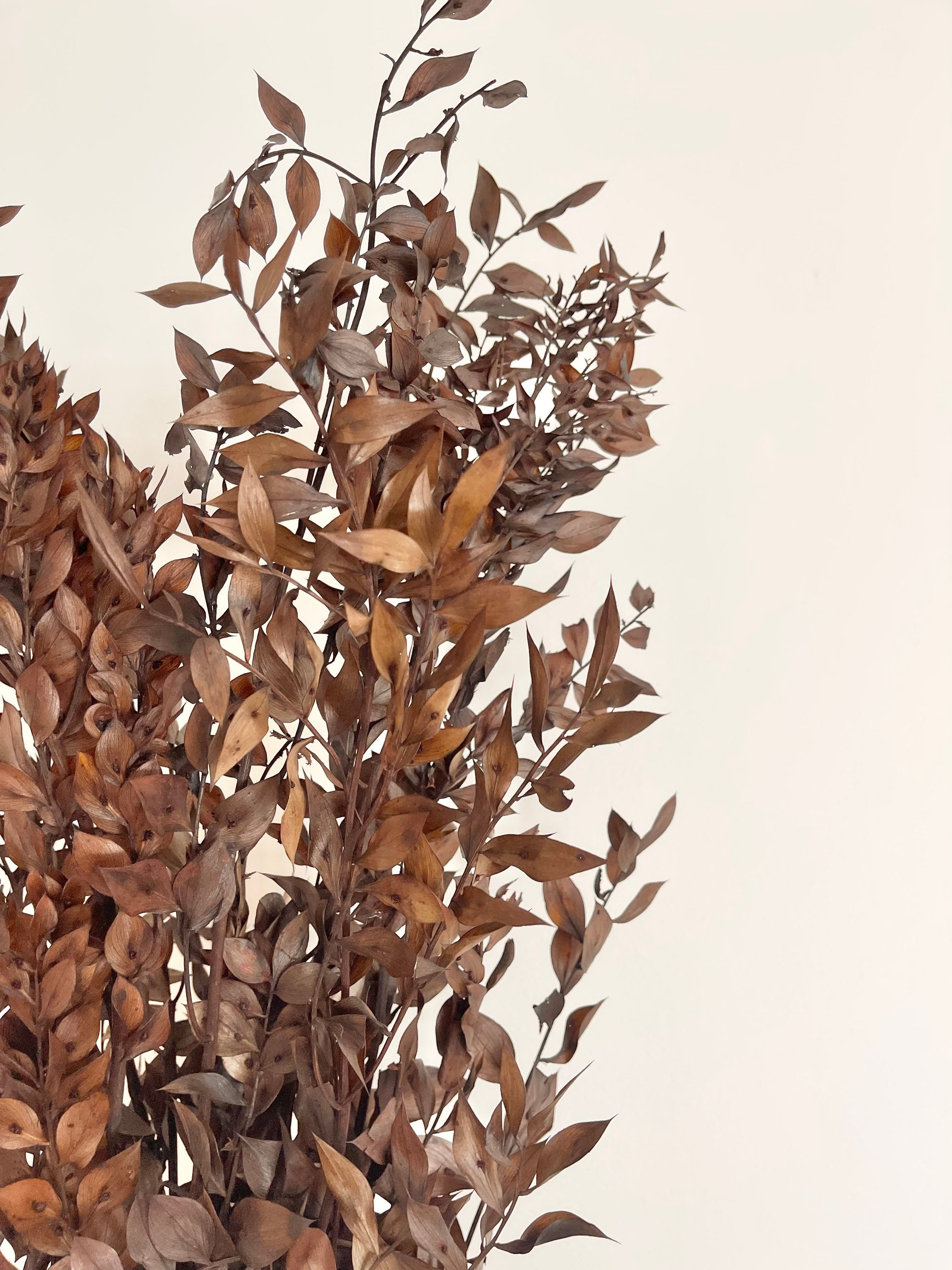 Preserved ITALIAN RUSCUS Fucus Leaves - Dark Chocolate | Floral Design ...
