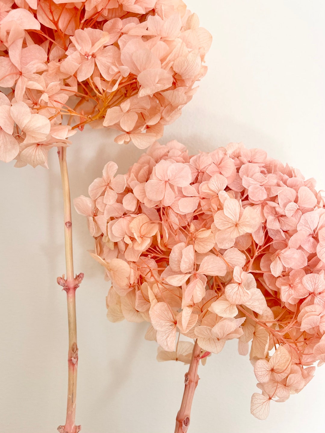 Dried Preserved Hydrangeas Mid Large Head Ruffled Big Petals Dried ...