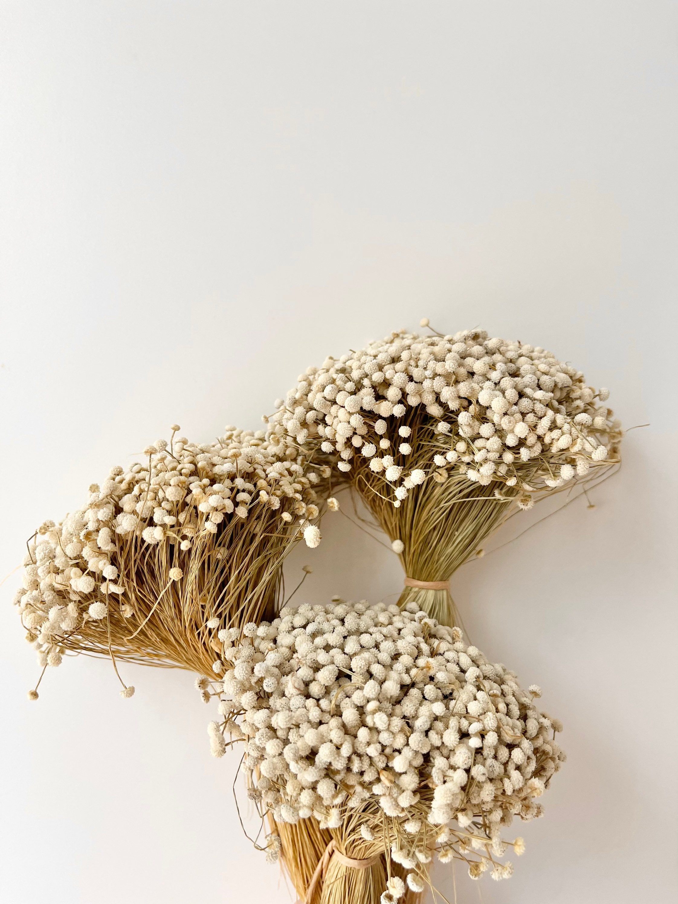 Preserved Dried Bunch of Baby Stardust Daisy Pods Neutral - Etsy UK