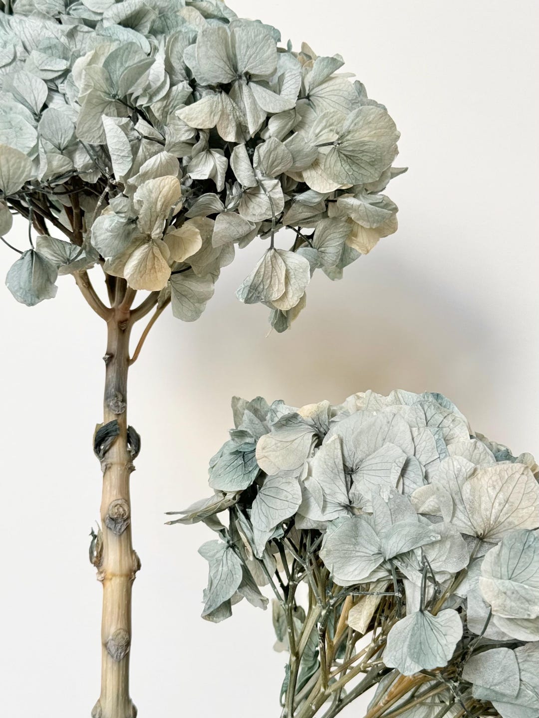 Dried Preserved Hydrangeas - Large Head - Ruffled Big Petals | Dried ...