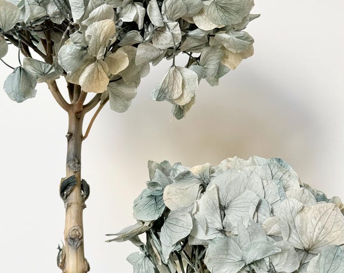 Dried Preserved Hydrangeas - Large Head - Ruffled Big Petals | Dried ...