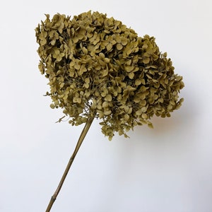 LARGE Head Preserved Hydrangeas Green MATCHA Dried Flowers Floral ...