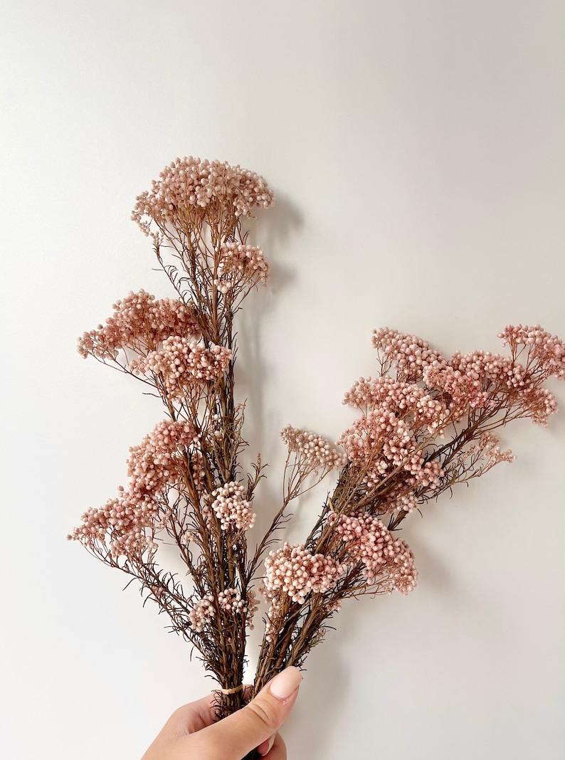 Bunch of Preserved RICE FLOWER Plant Various Colour Dried - Etsy