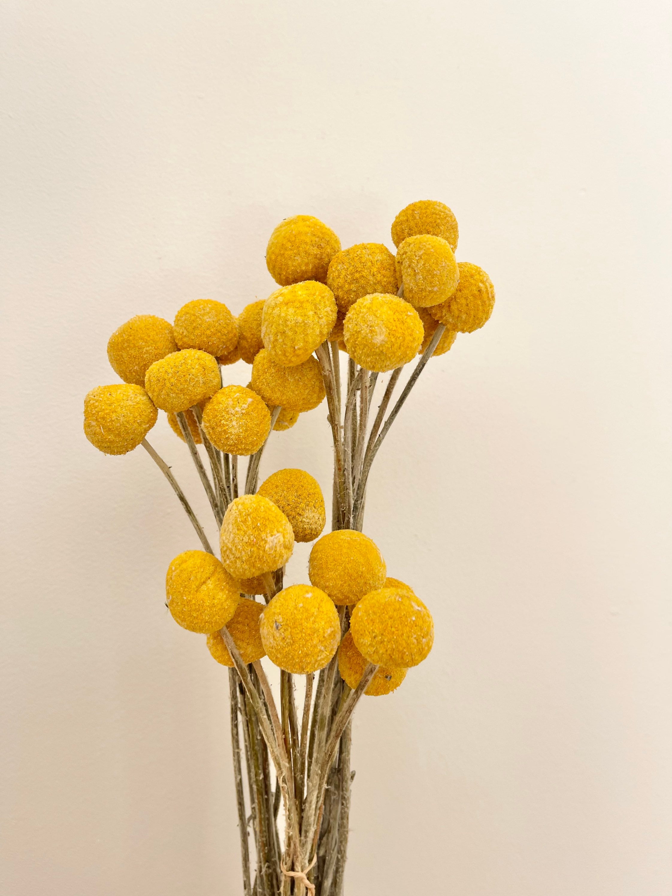 Preserved Cute Native Buttercup Yellow Billy Buttons Bunch - Etsy Australia