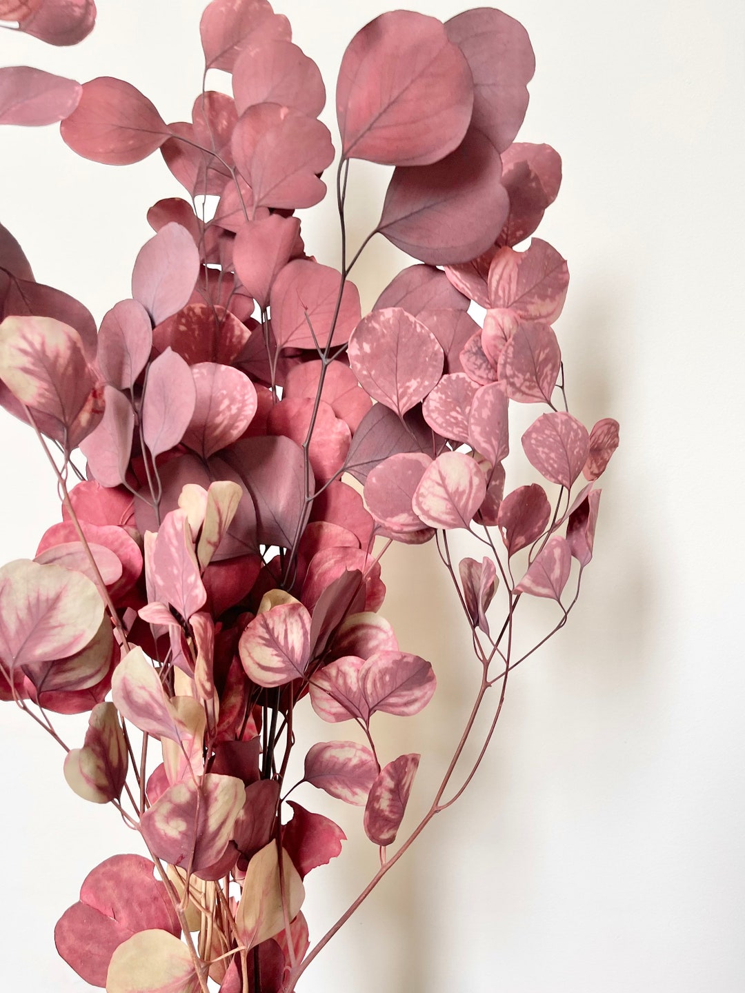 Preserved Dried Native Eucalyptus Maroon POLY GUM Leave Branch Cut ...