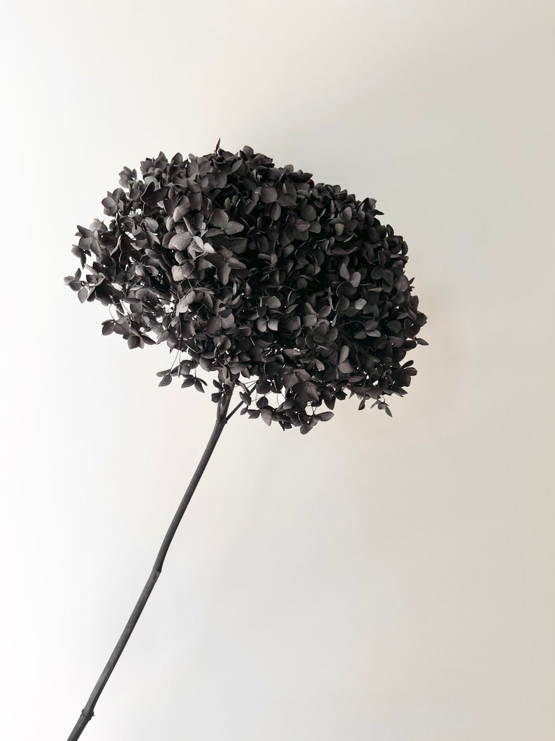 Dried Preserved Hydrangeas Medium Head WHITE Cream / BLACK | Etsy