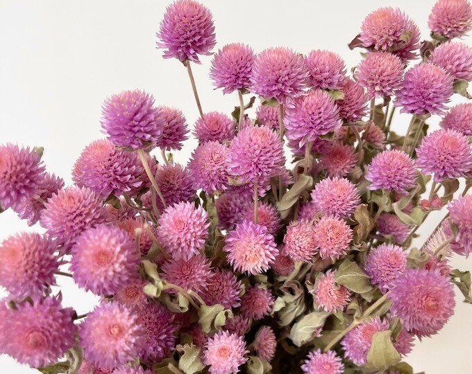 Bunch of Preserved Clover Flower Heads - Globe Amaranth | Flower Floral ...