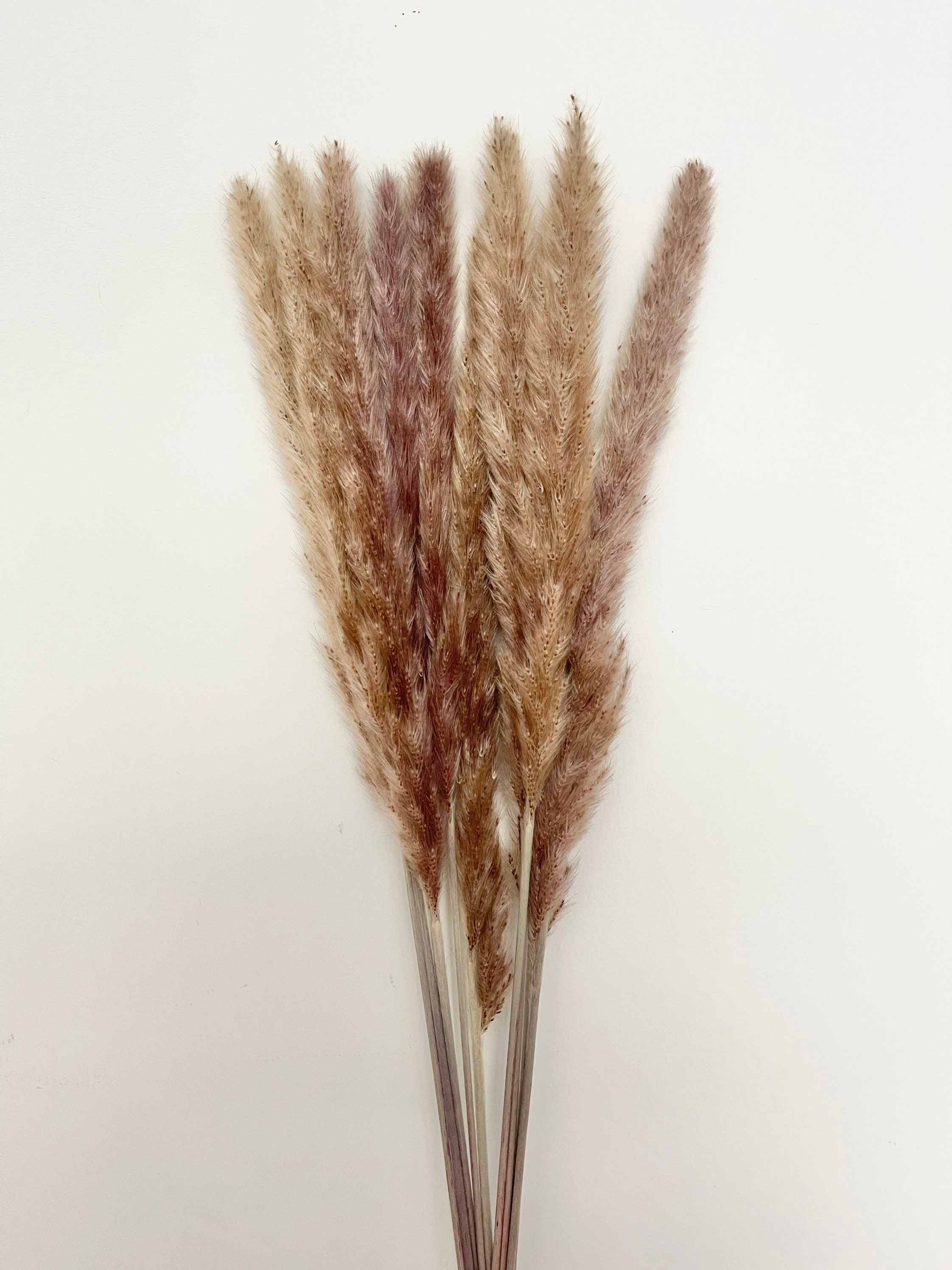 Preserved Brown Natural Small Pampas Grass Stems Dried | Etsy Australia
