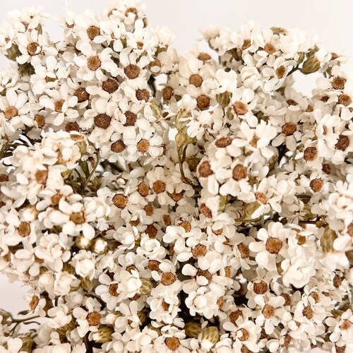 Preserved Dried Bunch of Native Tea Tree Natural Arrangement - Etsy