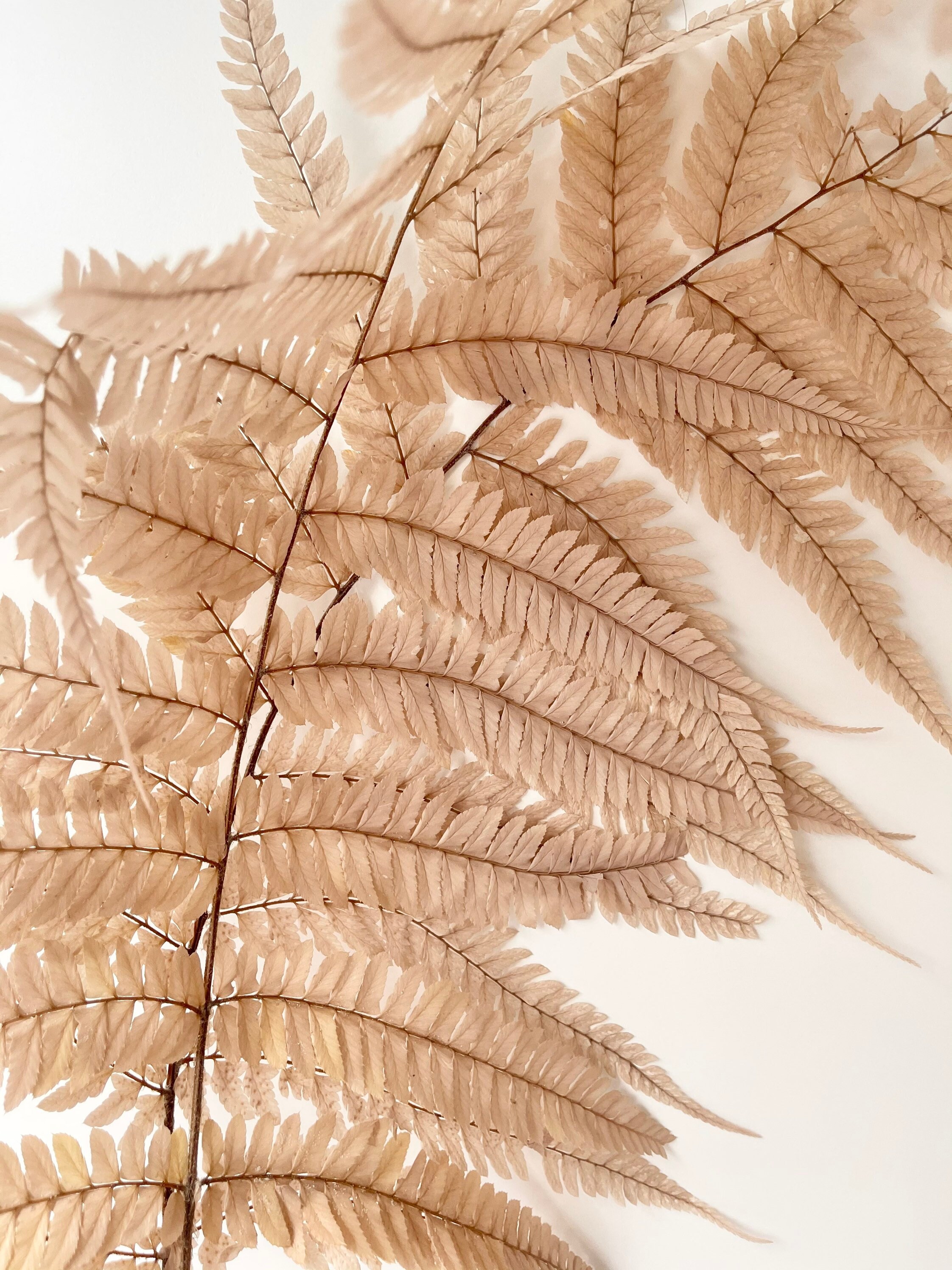 Preserved Mountain Wood Ferns Large Size Cut Dried - Etsy Australia