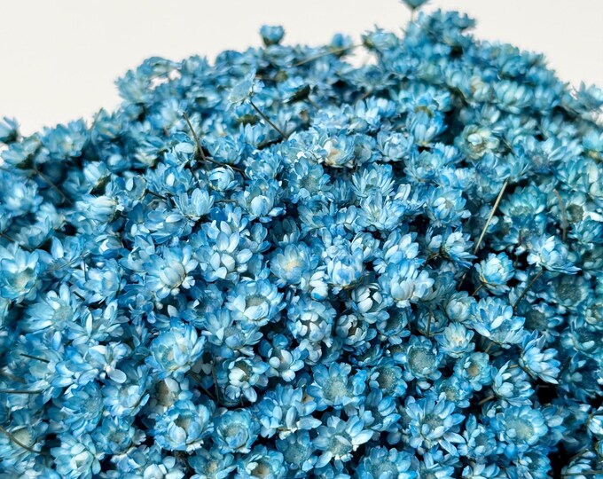 Preserved Dried Bunch of Stardust Baby Daisy Grass | Azure Blue ...
