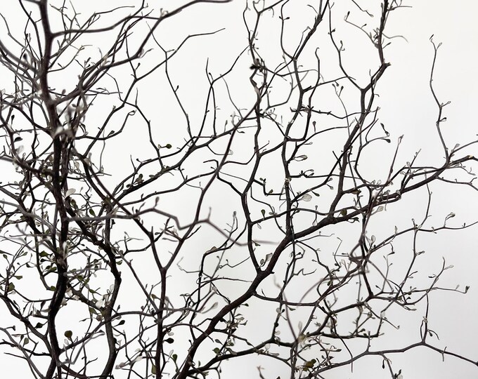 Preserved Dried COROKIA Black Twig Stems | Floral Design | Natural ...