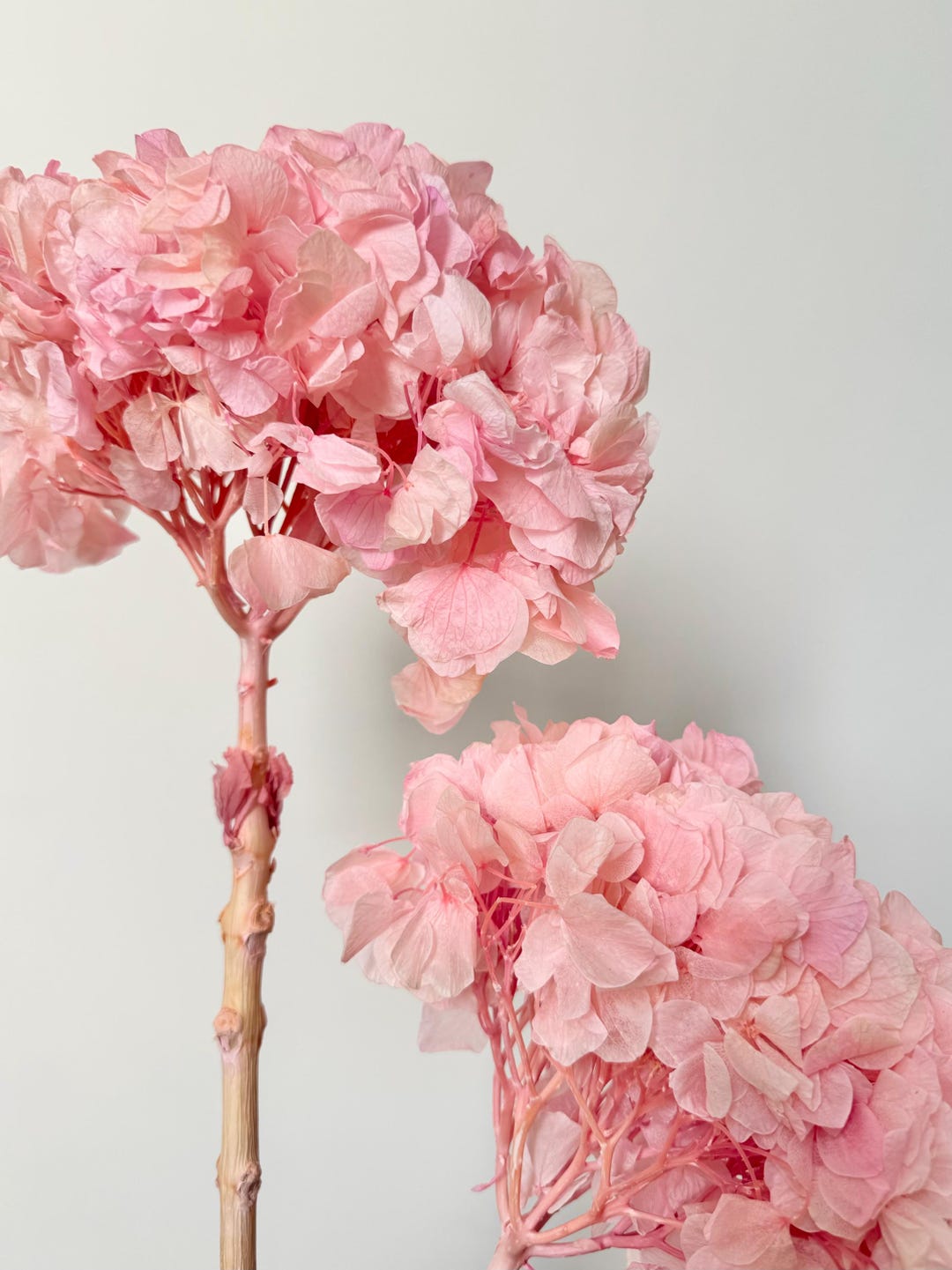 Dried Preserved Hydrangeas - Large Head - Ruffled Big Petals | Dried ...