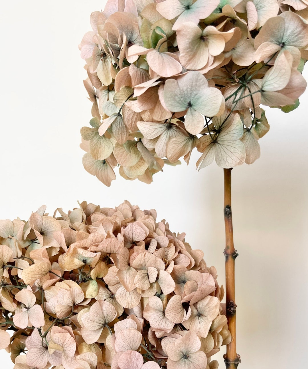 Dried Preserved Hydrangeas - Mid-large Head - Ruffled Big Petals ...