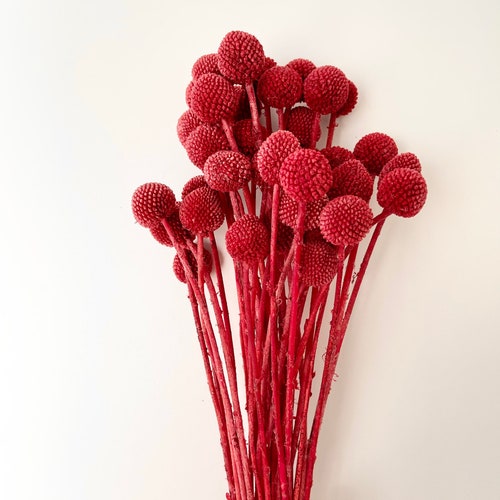 Preserved Dried Bunch of Native Tea Tree Natural Arrangement - Etsy