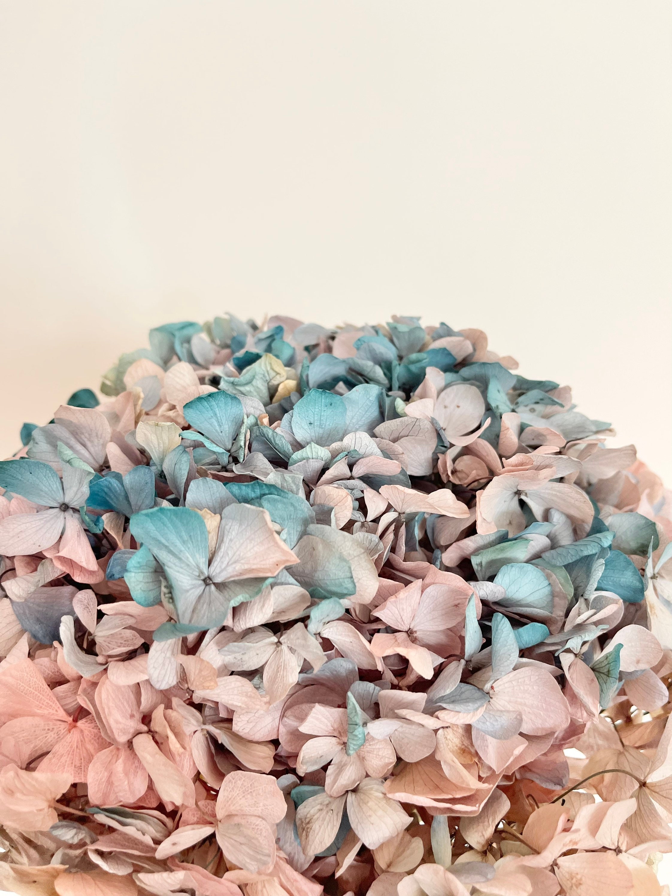 Dried Preserved Hydrangeas - Large Head - Ruffled Big Petals | Dried ...