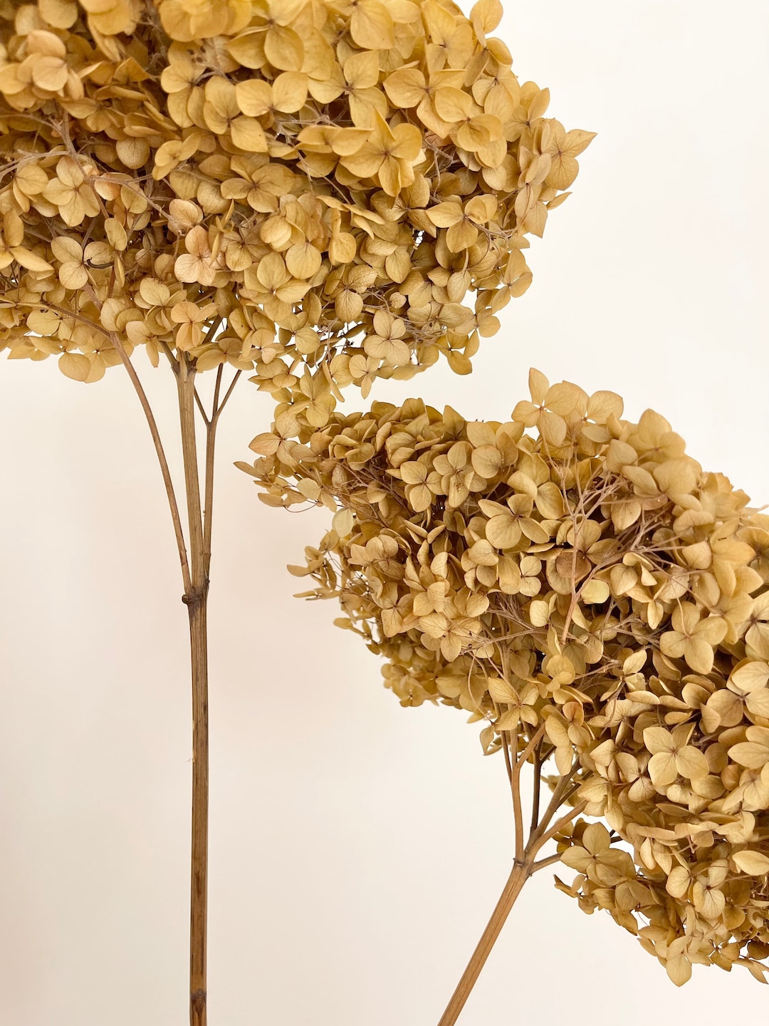 LARGE Head - Preserved Hydrangeas | CARAMEL Khaki | Dried Flowers ...