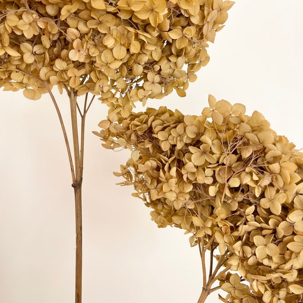 Preserved Hydrangea - Etsy