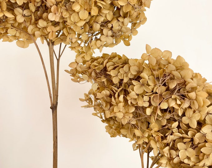 LARGE Head - Preserved Hydrangeas | CARAMEL Khaki | Dried Flowers ...