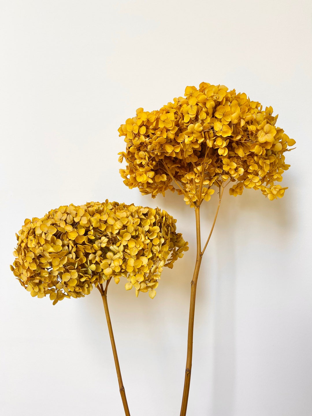 LARGE Head - Preserved Hydrangeas | Honey Mustard | Dried Flowers ...