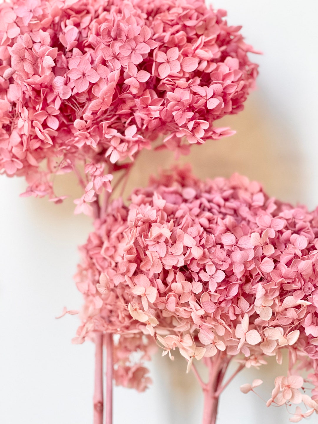 LARGE Head - Preserved Hydrangeas | Cameo Rose | Dried Flowers Floral ...