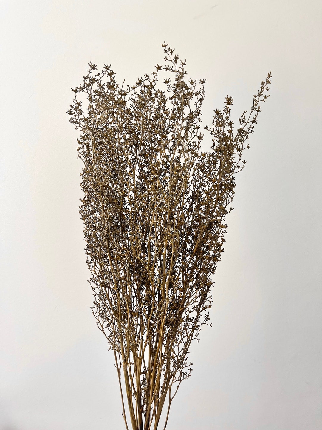 Preserved Dried Rustic Gold Stringlia Sprigs Branches | Dried Flower ...