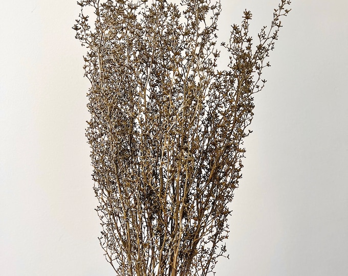 Preserved Dried Stem of Dusty PINK Japanese Paper Daisies | Natural ...