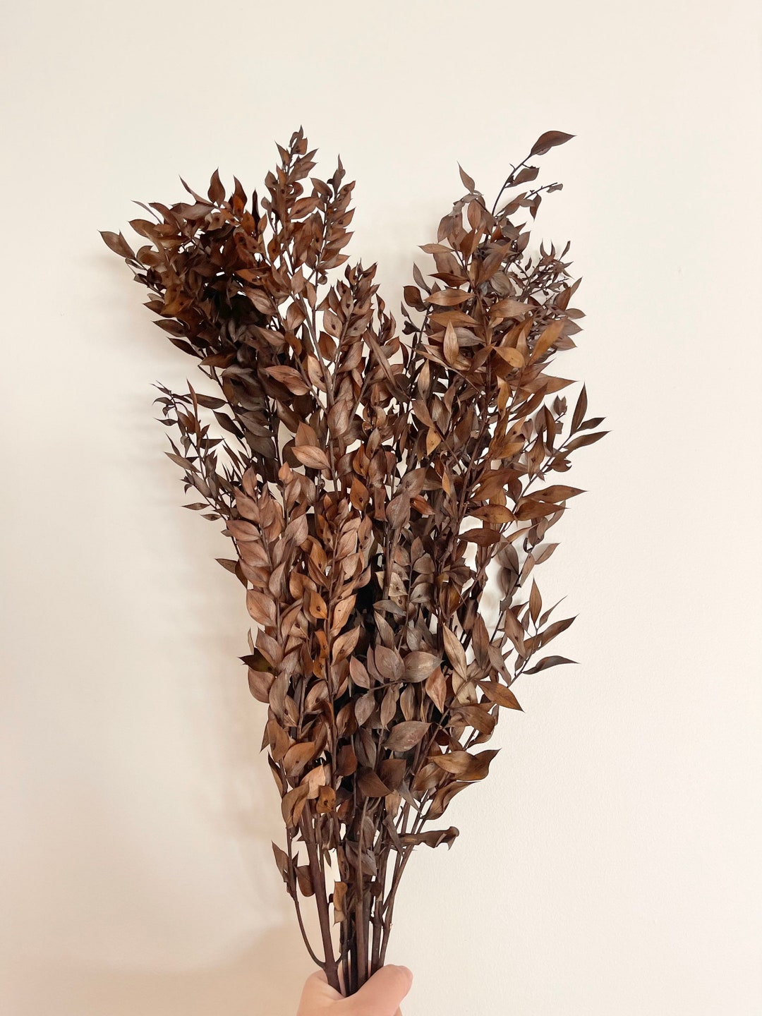 Preserved ITALIAN RUSCUS Fucus Leaves - Dark Chocolate | Floral Design ...