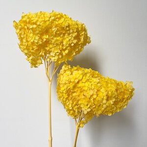 LARGE Head - Preserved Hydrangeas | Lemon Sunshine | Dried Flowers ...