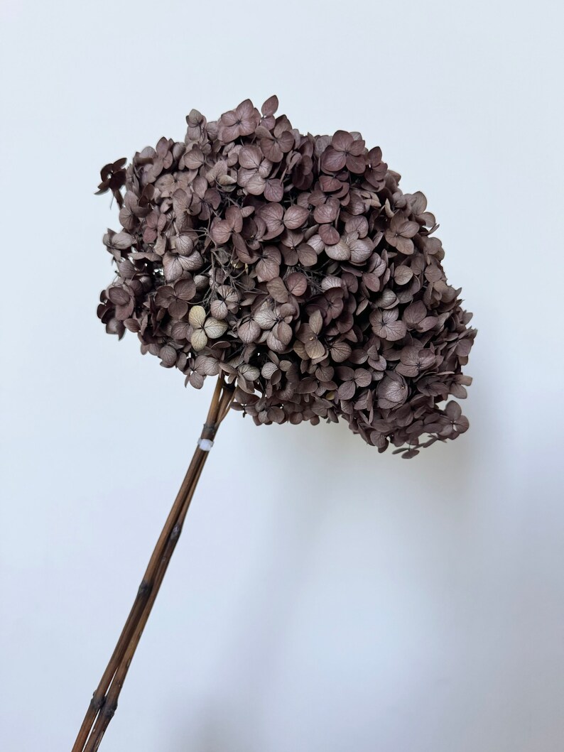 LARGE Head - Preserved Hydrangeas | Espresso Chocolate Brown | Dried ...