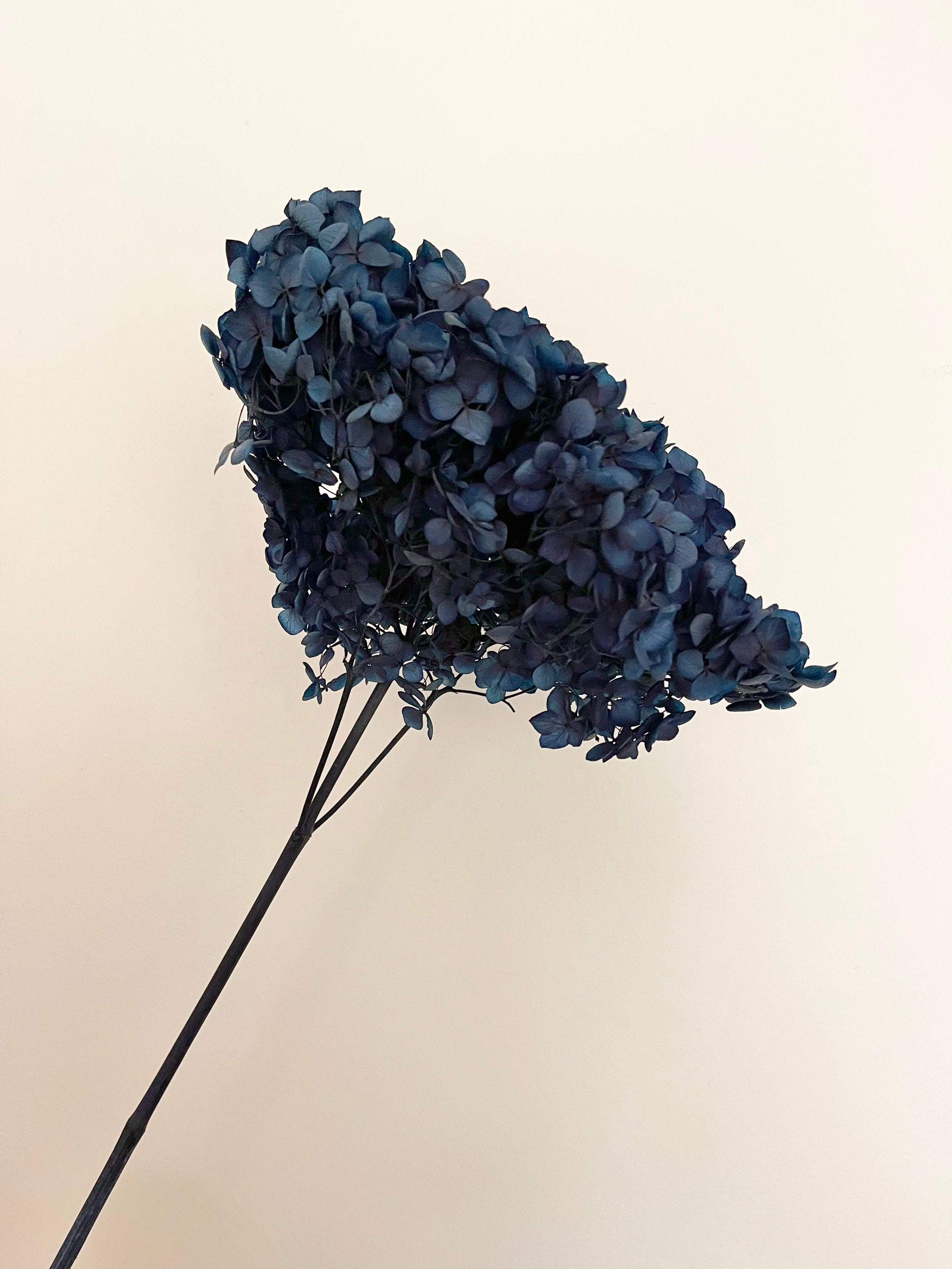 Preserved Hydrangeas - Large Head | Dried Flower Floral Design ...
