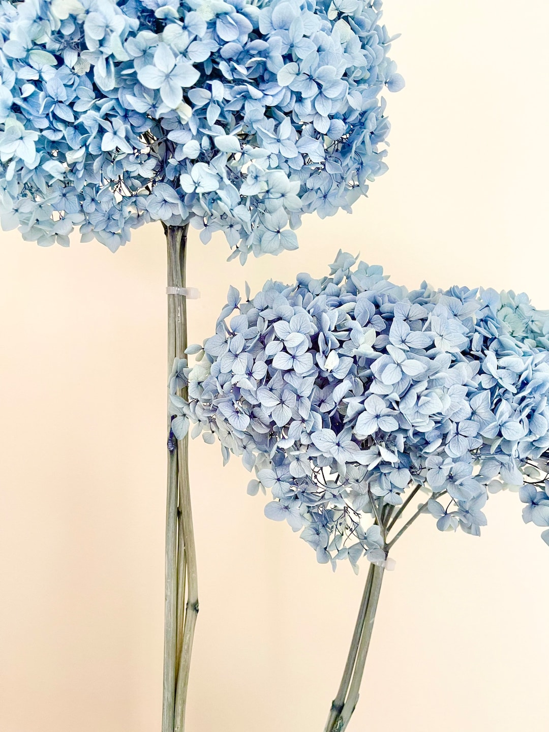 Dried Preserved Hydrangeas Large Stemmed Head High Quality Dried Flower ...