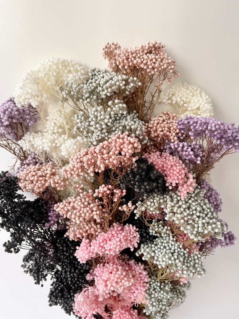 Bunch of Preserved RICE FLOWER Plant Various Colour Dried - Etsy