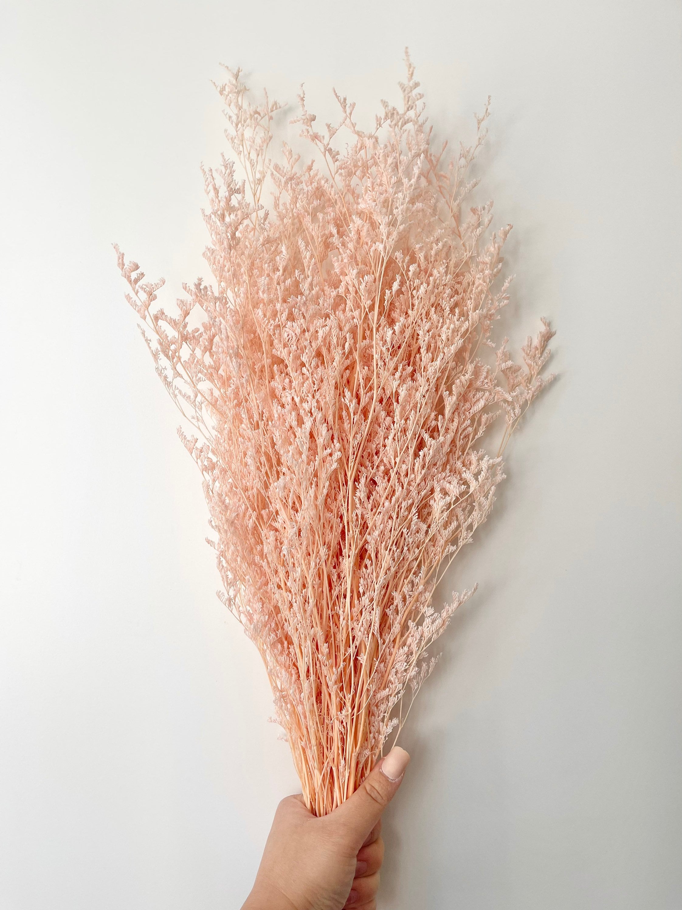 Preserved Dried MISTY LIMONIUM Caspia Plant Pink Shades | Etsy