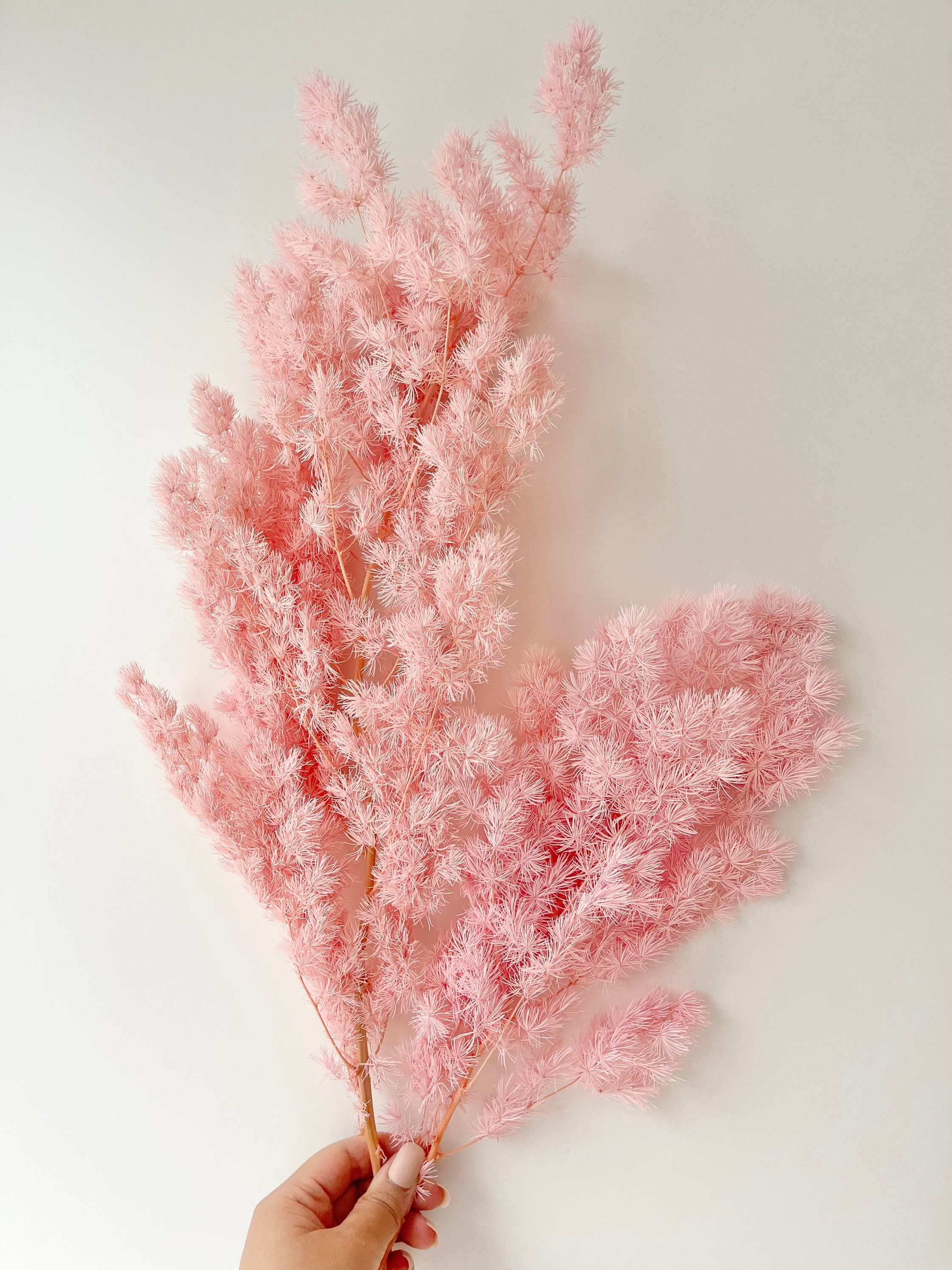 Preserved Ming Ferns High Quality Large Size Cut Dried | Etsy