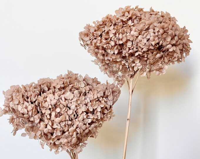 Dried Preserved Hydrangeas Mid-large Head Powdered Taupe Dried Flower ...