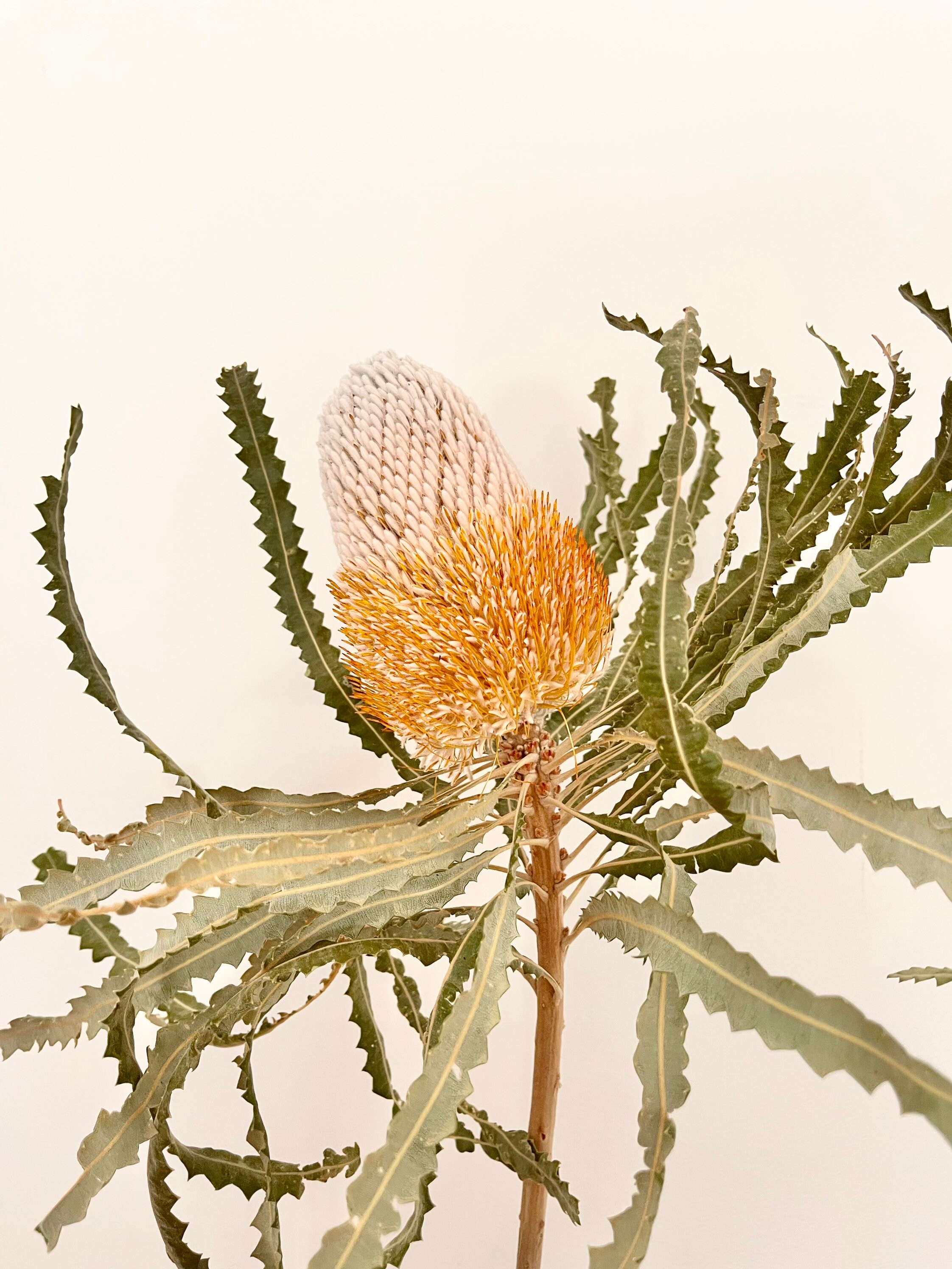 Dried Preserved Wild Banksia Prionotes Head Flower Floral - Etsy