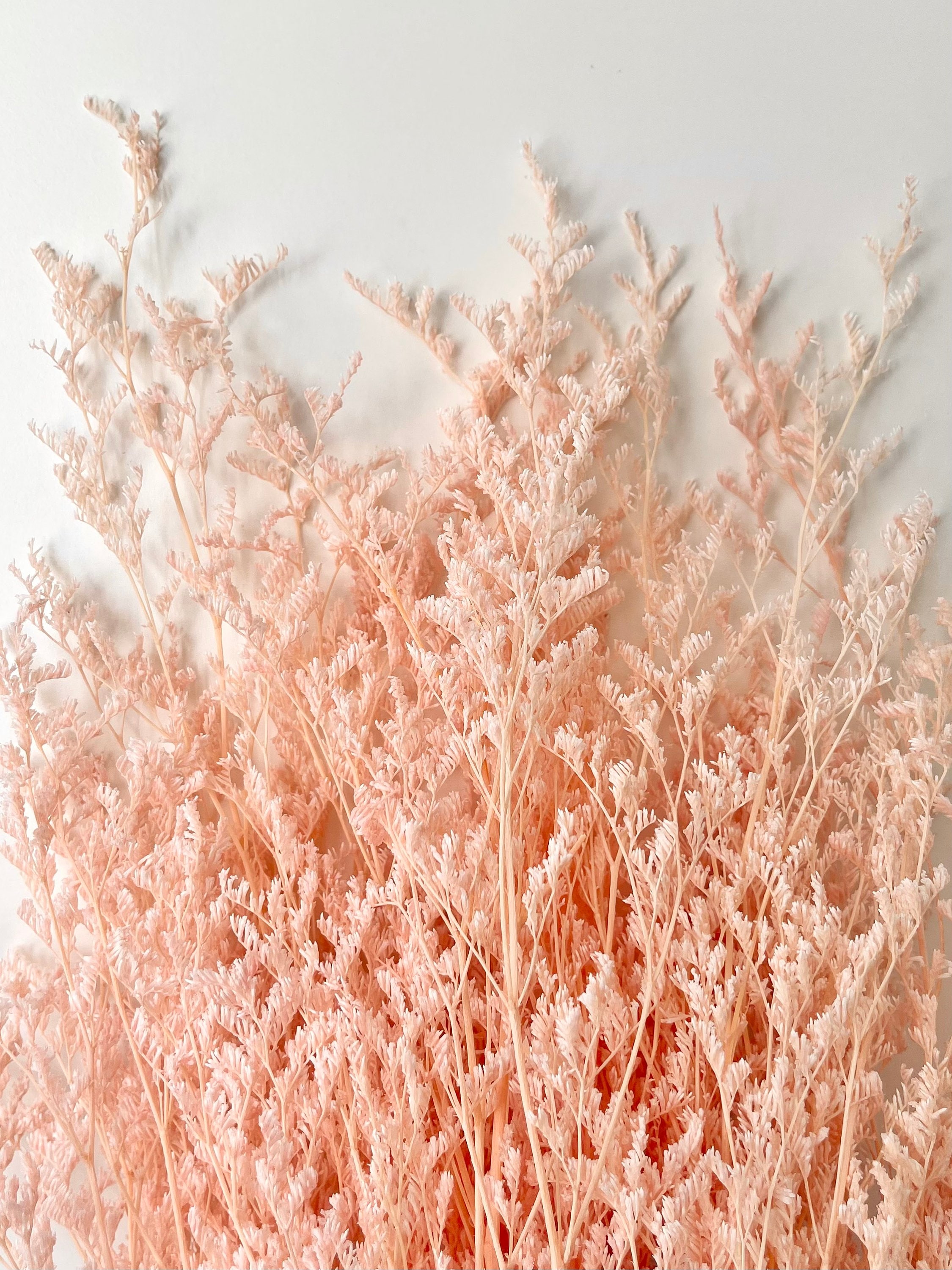 Preserved Dried MISTY LIMONIUM Caspia Plant Pink Shades | Etsy
