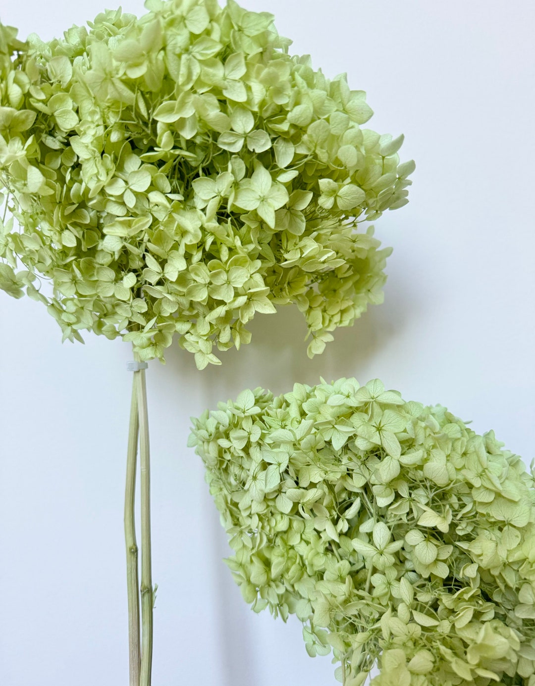 LARGE Head - Preserved Hydrangeas | Pastel Green Apple | Dried Flowers ...