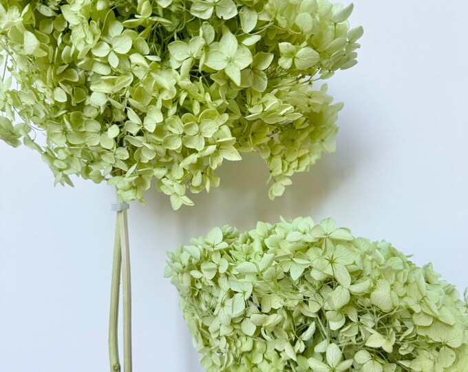 LARGE Head - Preserved Hydrangeas | Pastel Green Apple | Dried Flowers ...