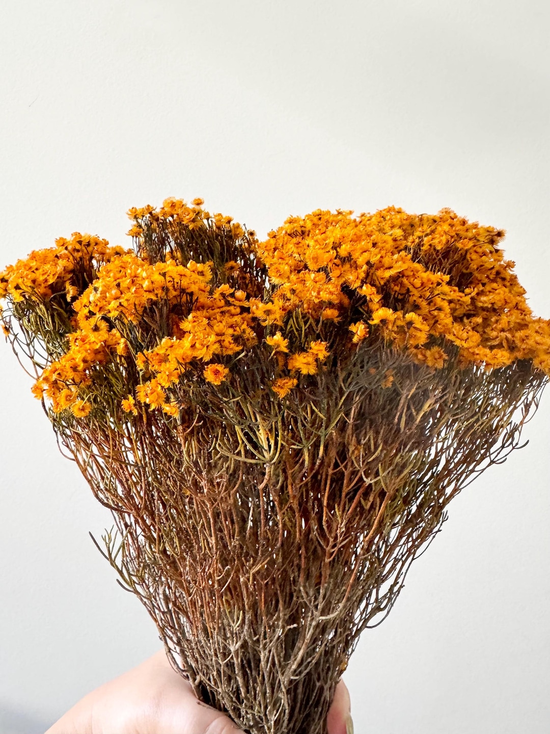 Preserved Dried RUSTIC Morrison Orange NITENS Bush Myrtle Feather ...