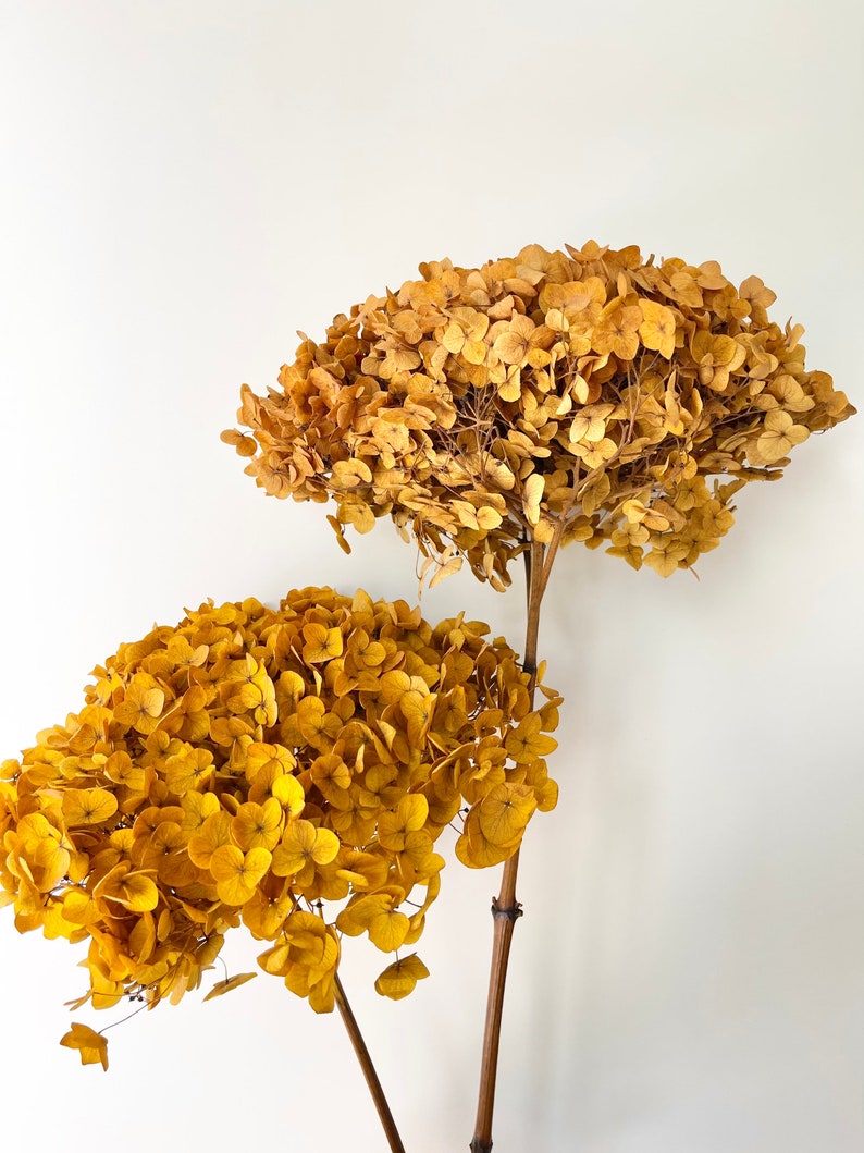 LARGE Head Preserved Hydrangeas Golden Hour Dried - Etsy